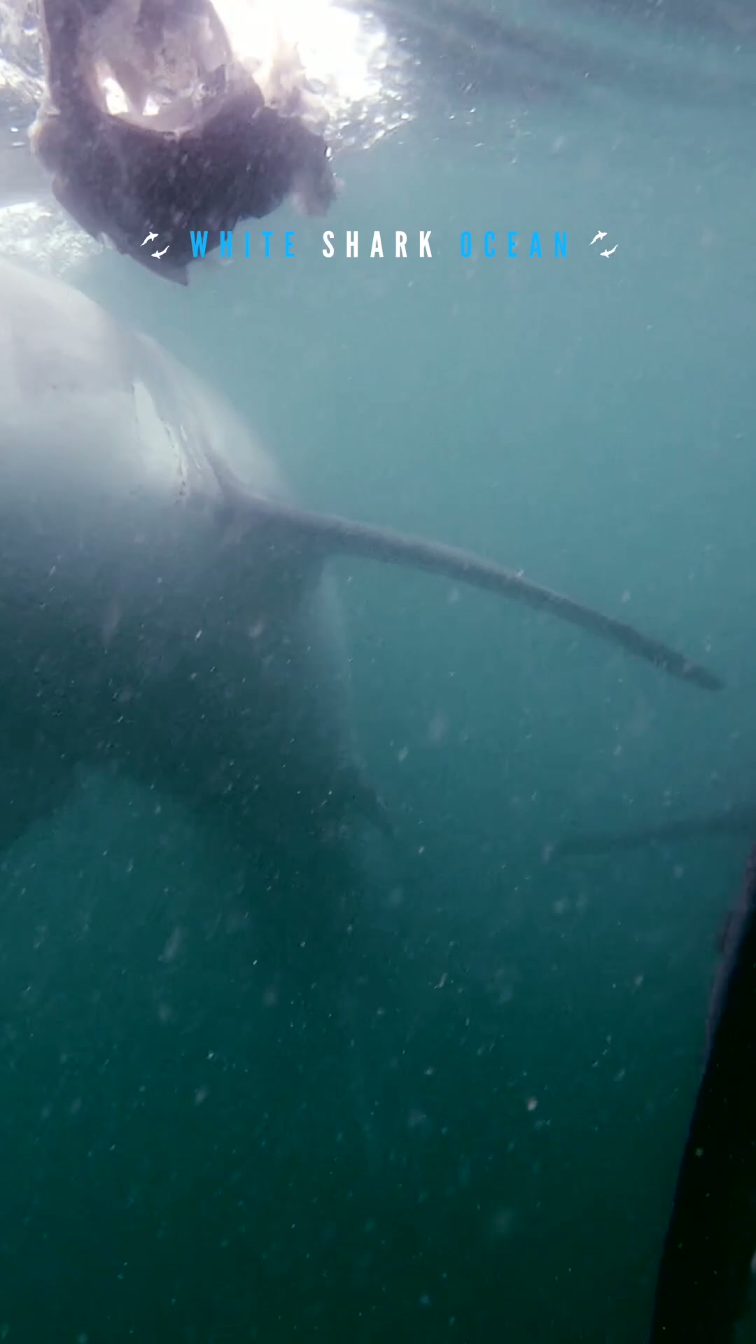 One great white giving way to another