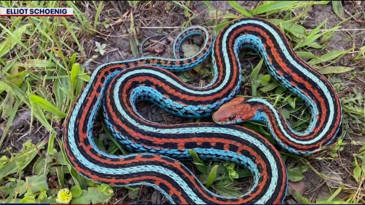 Zoo reintroducing San Francisco garter snake to wild