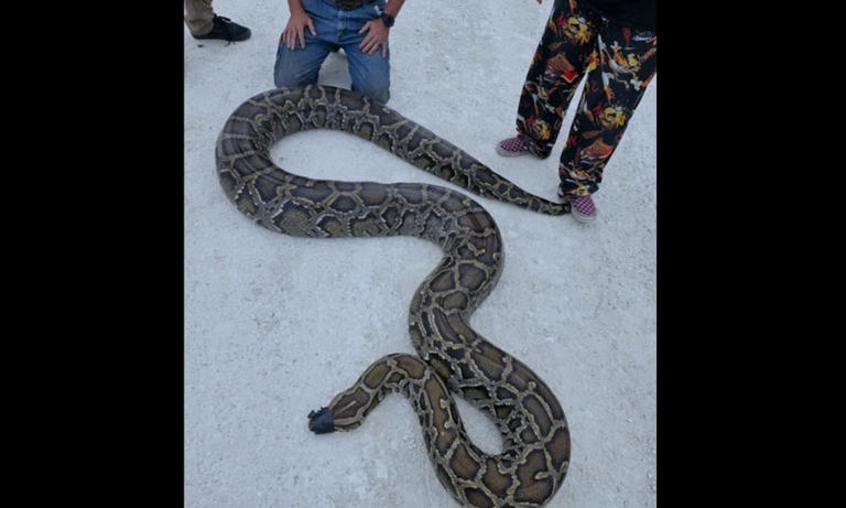 Python drags hunter 15 feet over ant hill; 'like riding a slow horse'