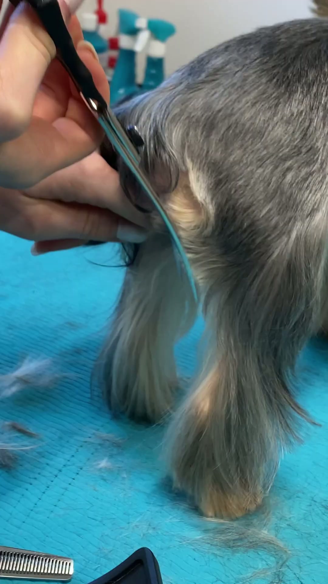 How to trim Yorkie legs!