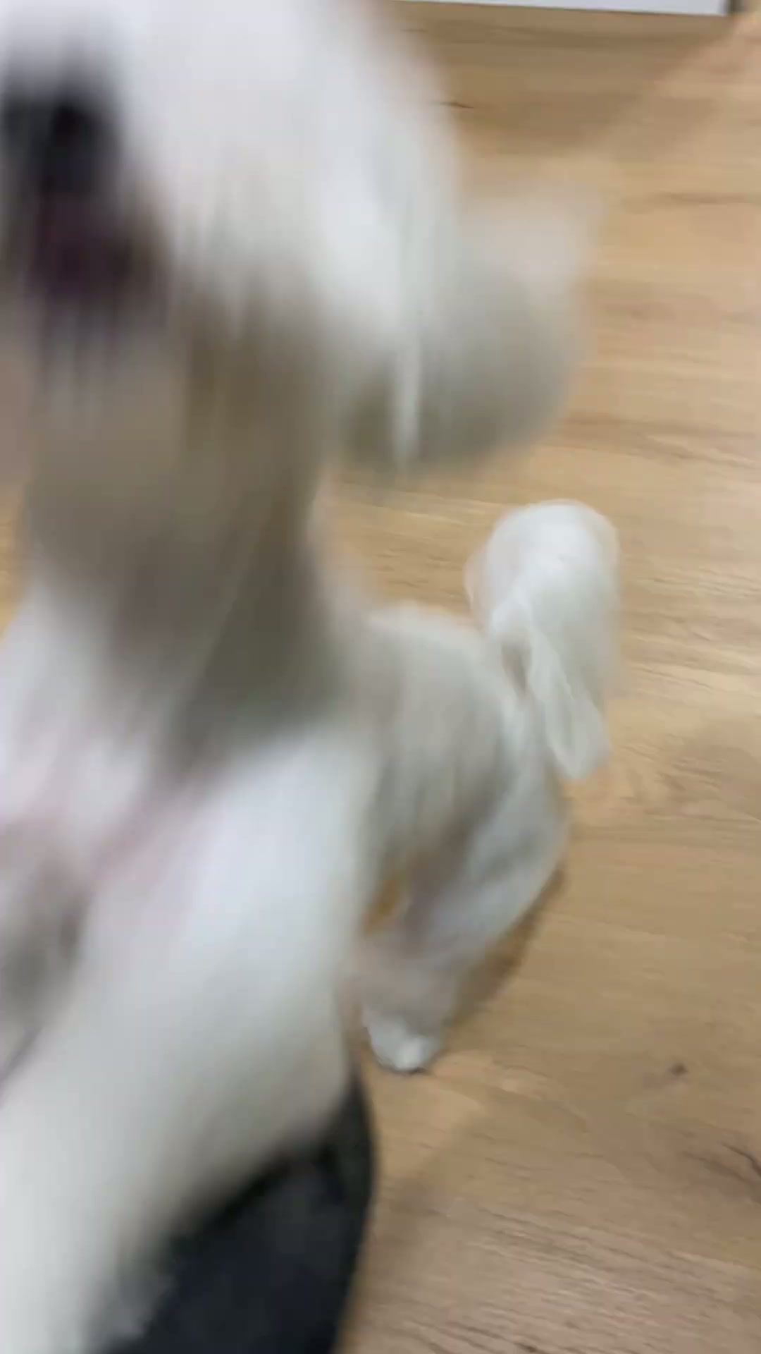 Those puppy eyes #maltese