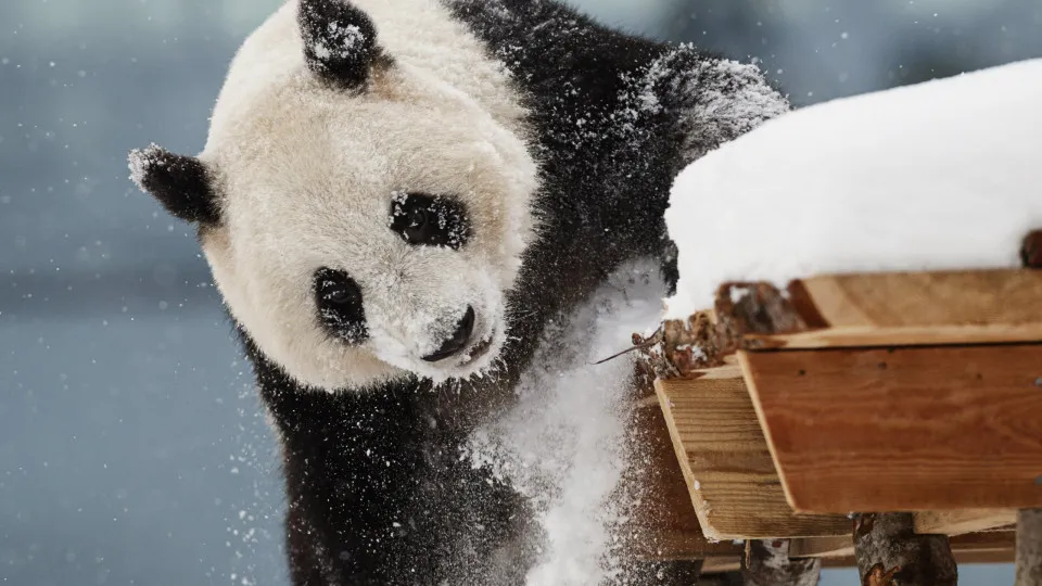Trepam e rebolam. Pandas aproveitam dia de neve nos EUA. Veja