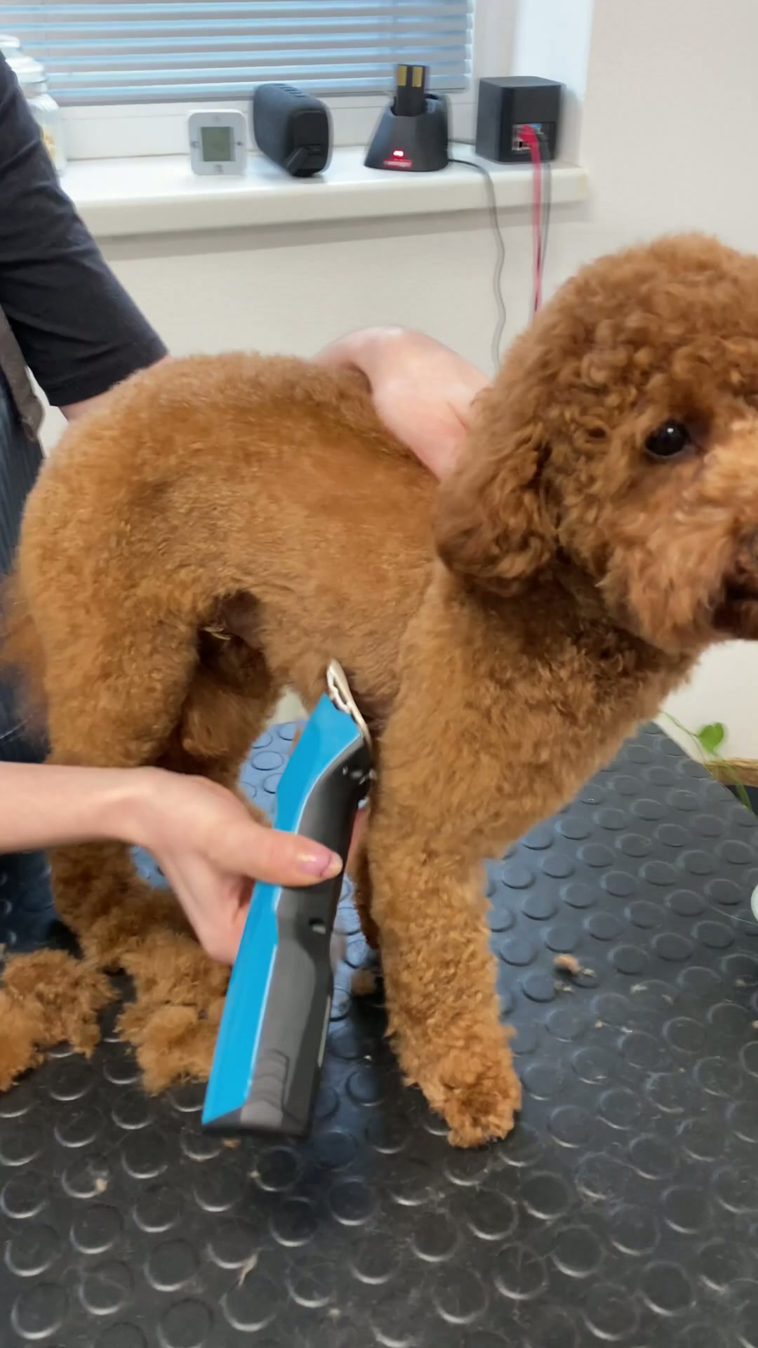 Toy poodle pet trim (vertical video)