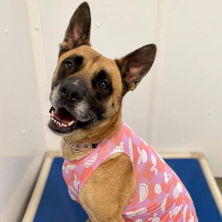 Furry friends: Meet Mouse, RBG, and Orion!