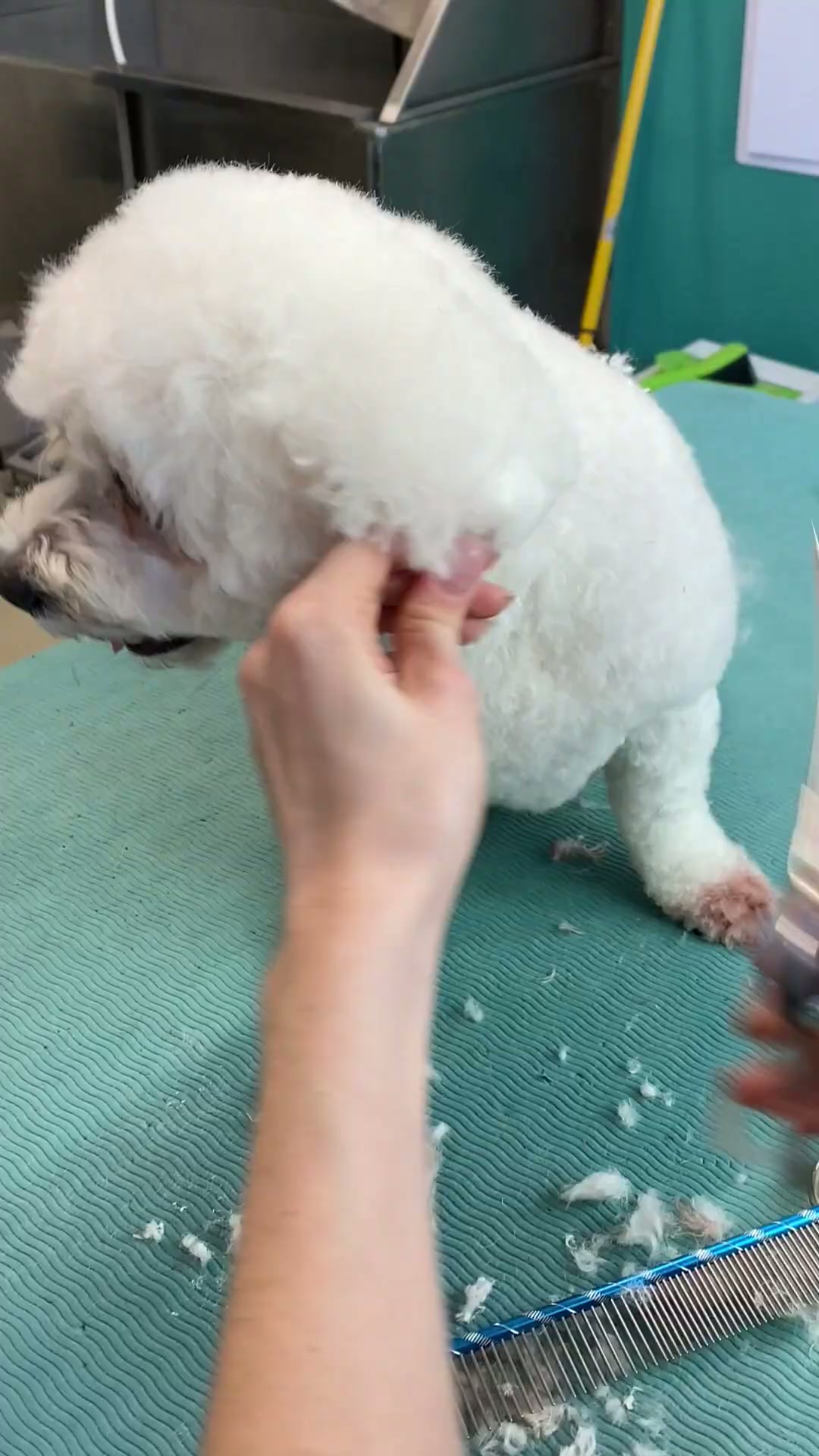 How to trim bichon face!