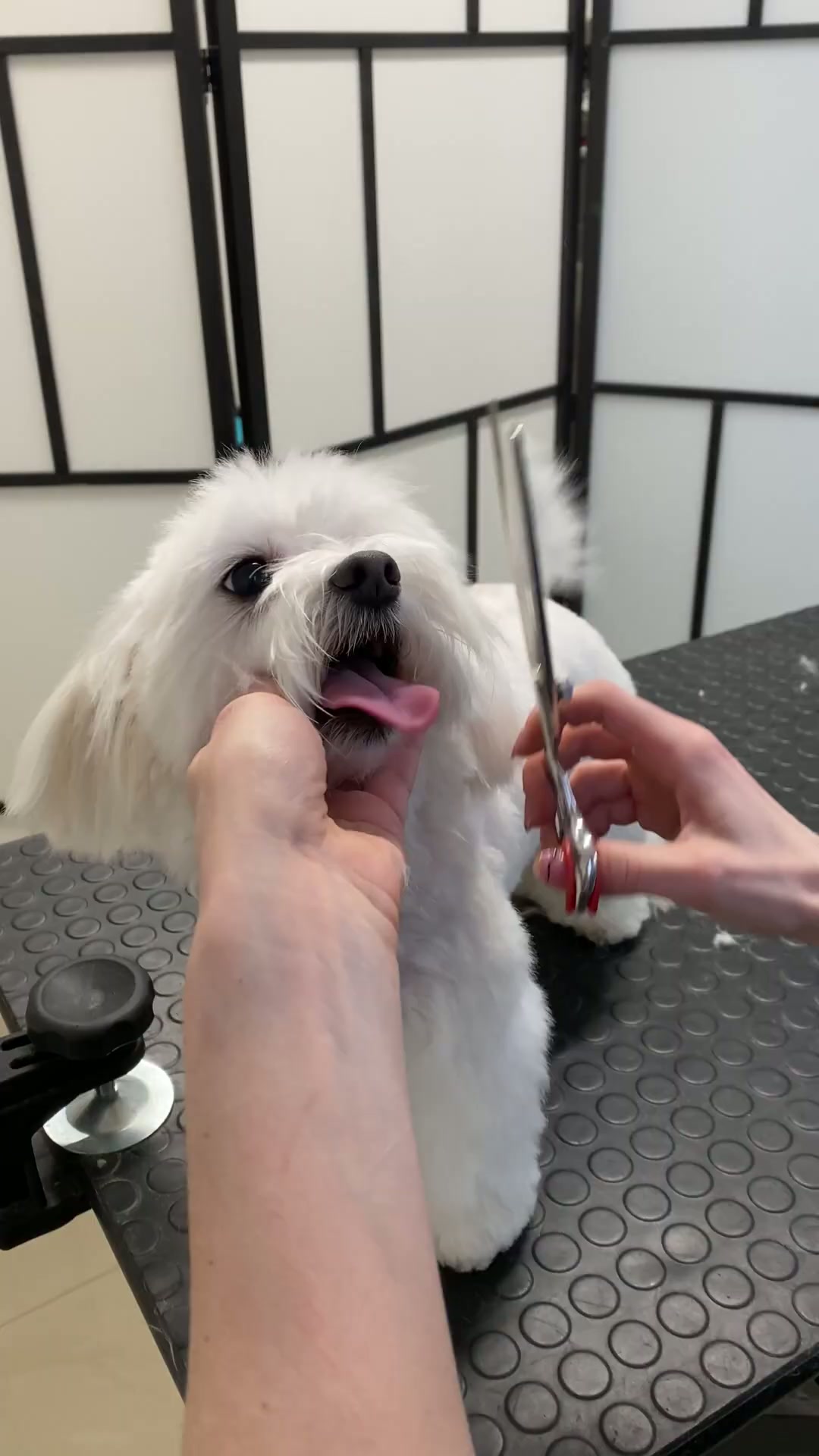 Maltese dog face trim - step by step