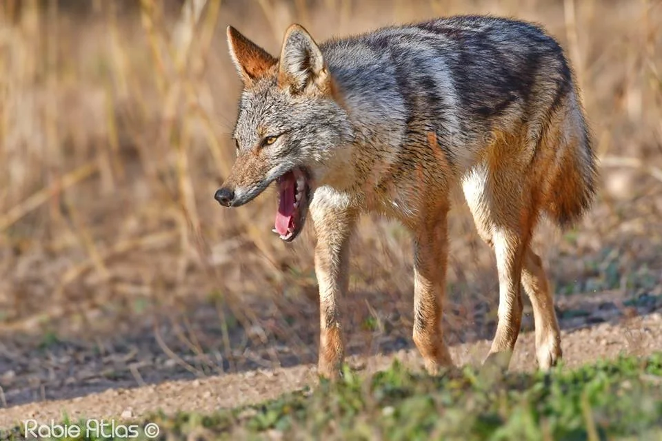 Long mistaken for a jackal, Morocco’s African Wolf, called Ouchen