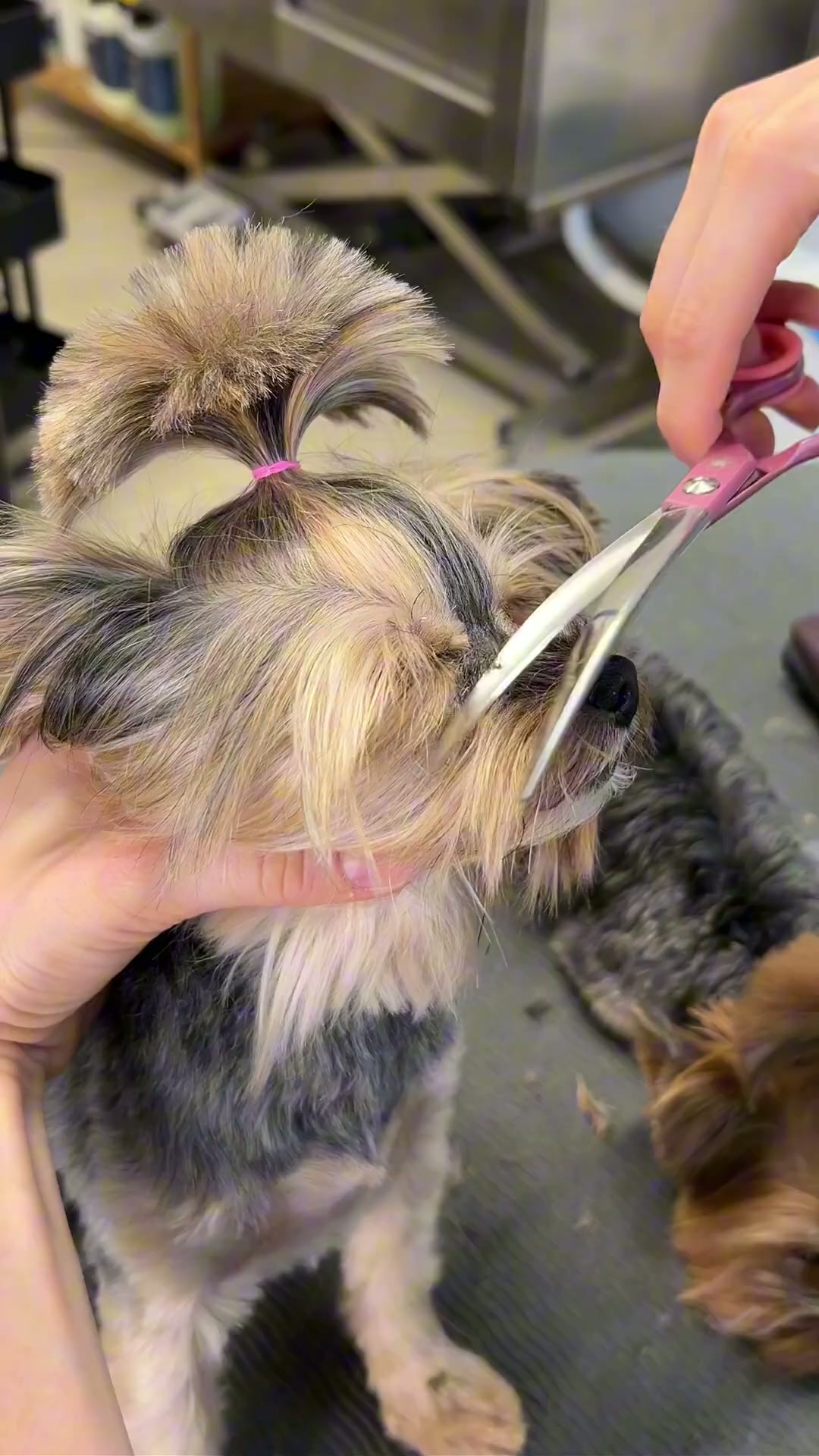 Yorkie head grooming | Face, ears & topknot