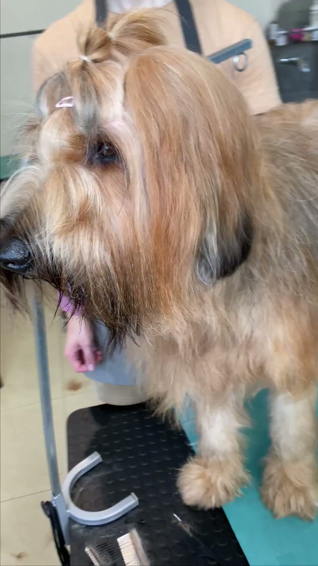 Briard Maya enjoys grooming! #shorts
