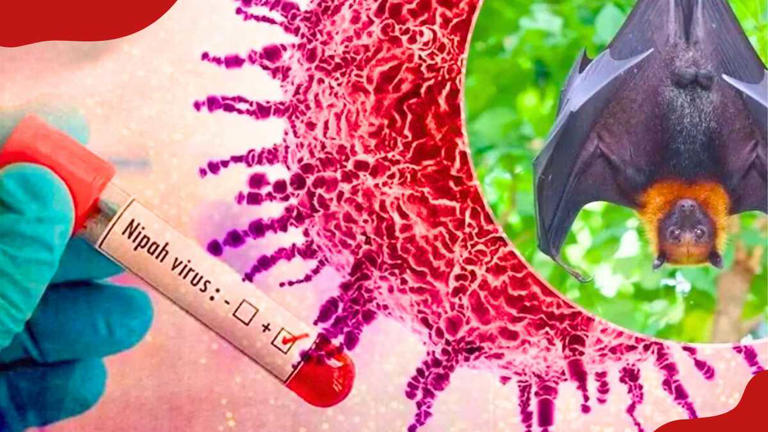 Nipah virus outbreak: Concerns after deadly disease with no cure ...