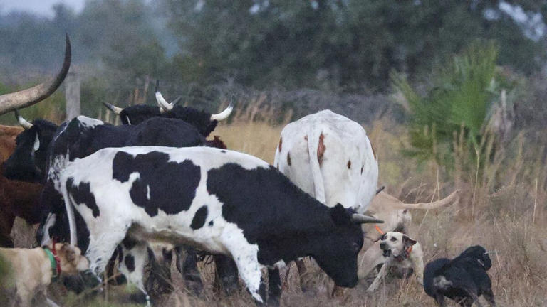 Step back into the past with the Great Florida Cattle Drive