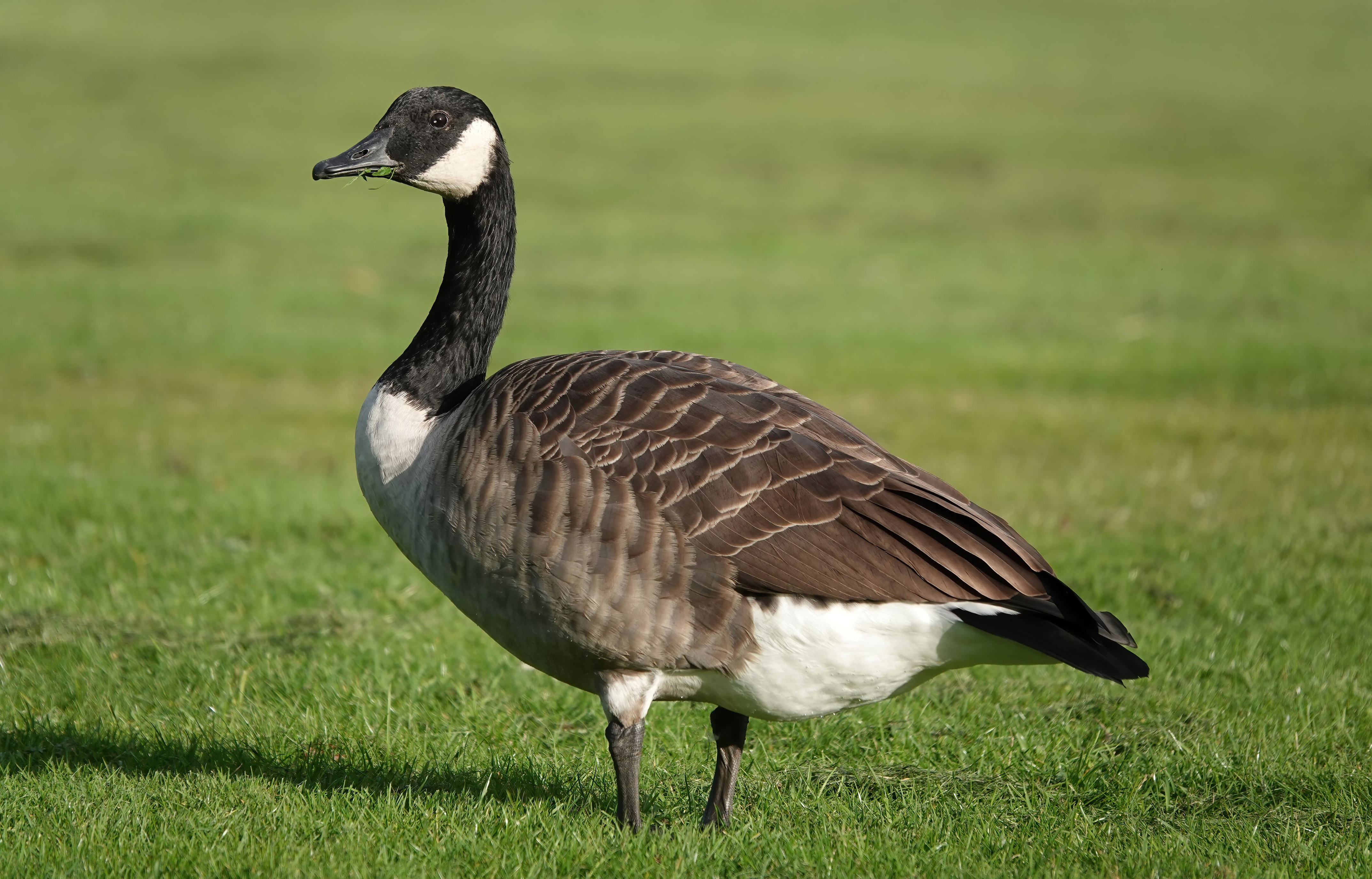 Iowa man sentenced to probation for running over, killing Canada goose