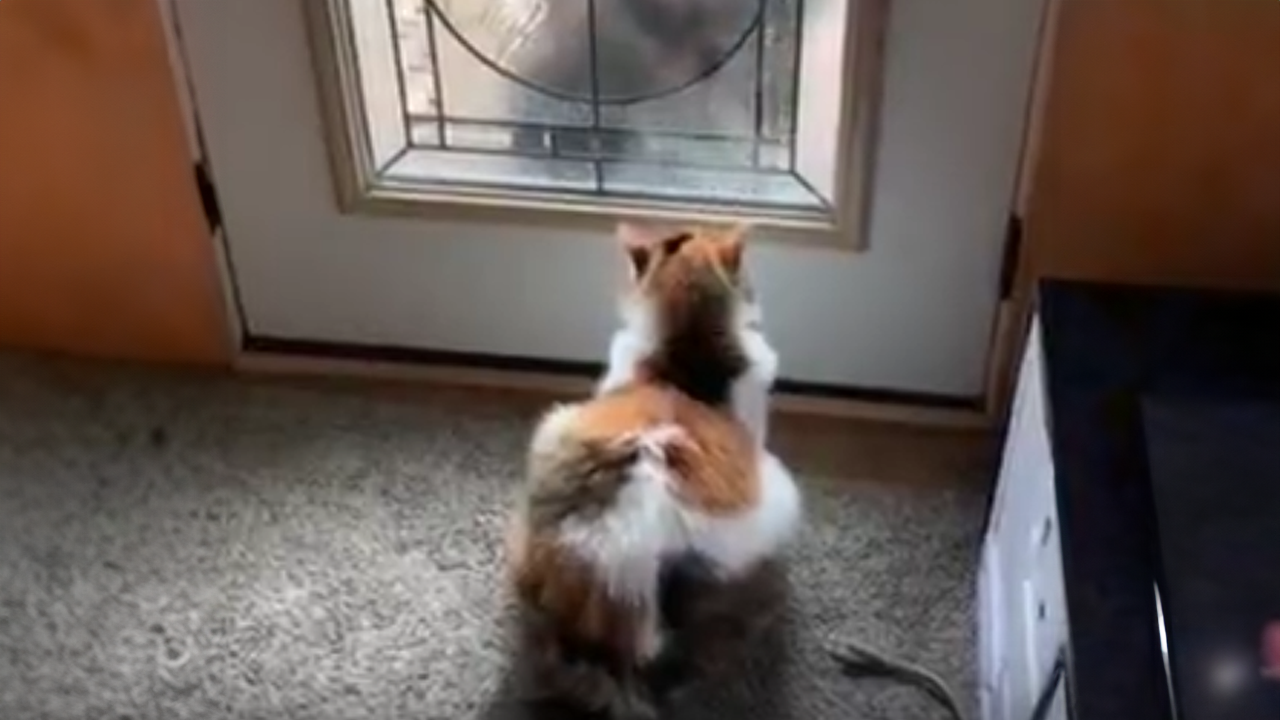 Cat not impressed by bear cub at the door