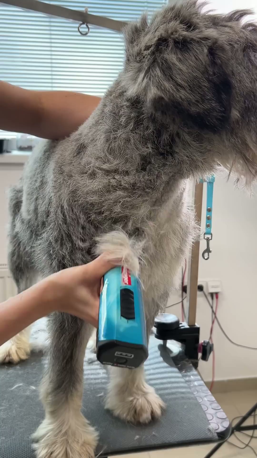 Schnauzer groom