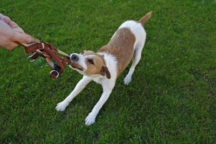 17 most stubborn dog breeds