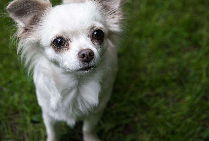 17 most stubborn dog breeds