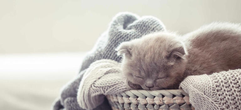 Nomi per gatti femmina: dai più classici ai più originali e bizzarri