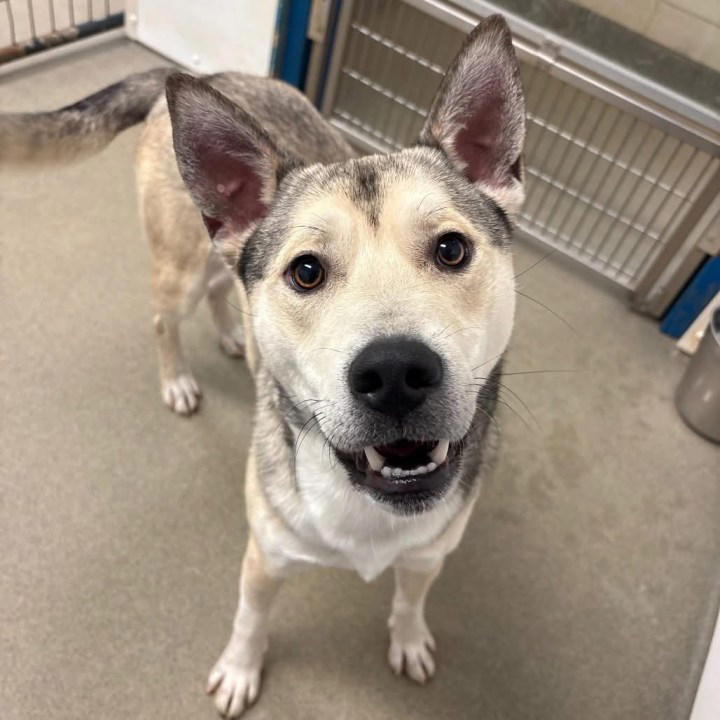 Furry friends: Meet Mouse, RBG, and Orion!