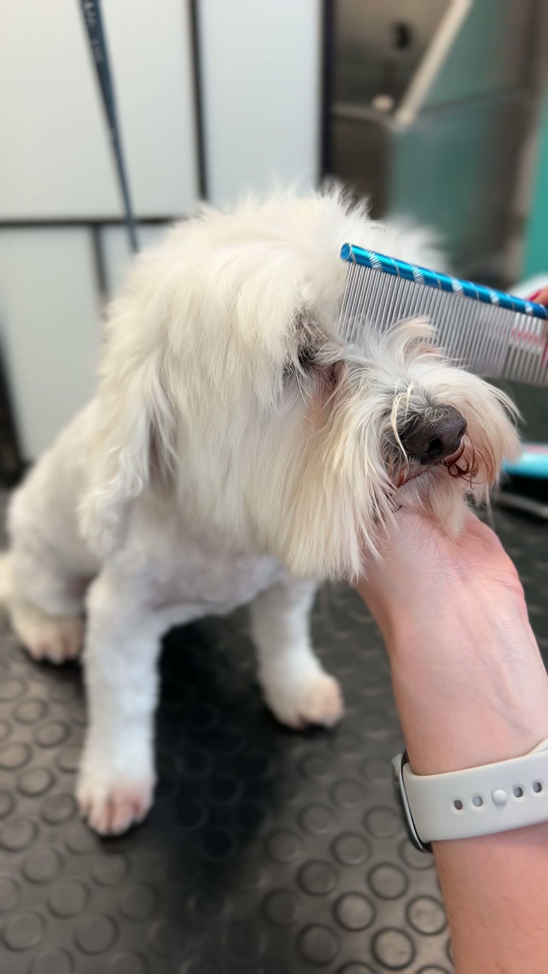 Easy face grooming | Maltese dog