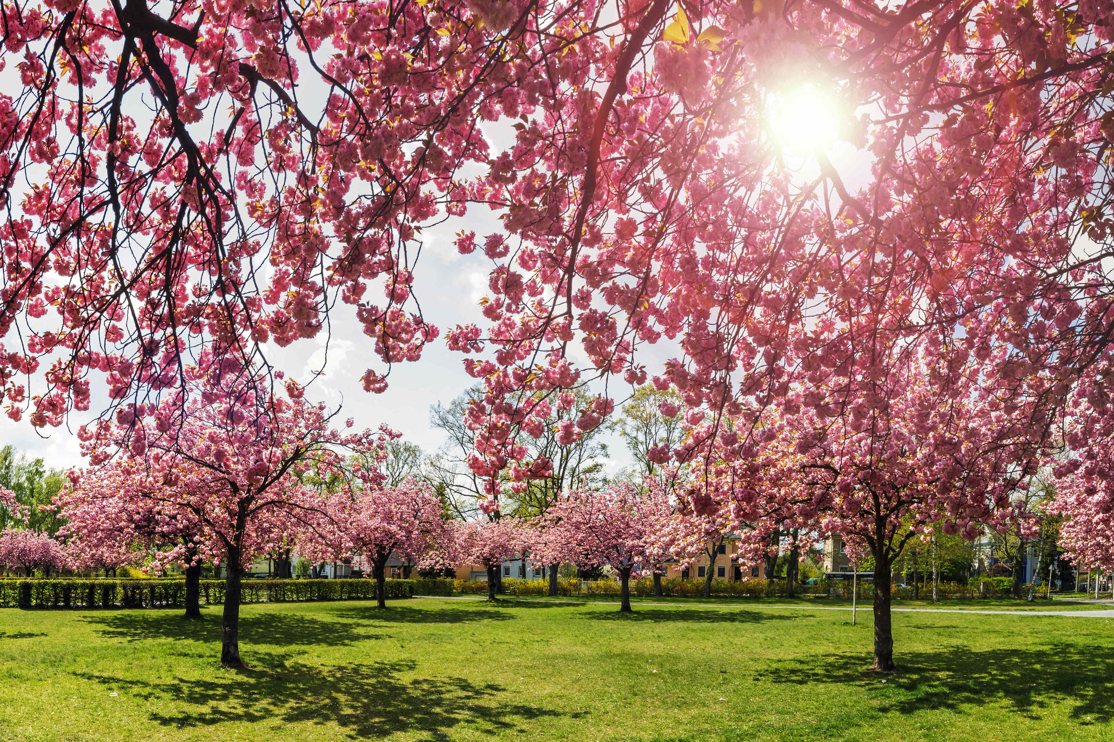 A warmer spring is likely this year, according to The Old Farmer’s Almanac
