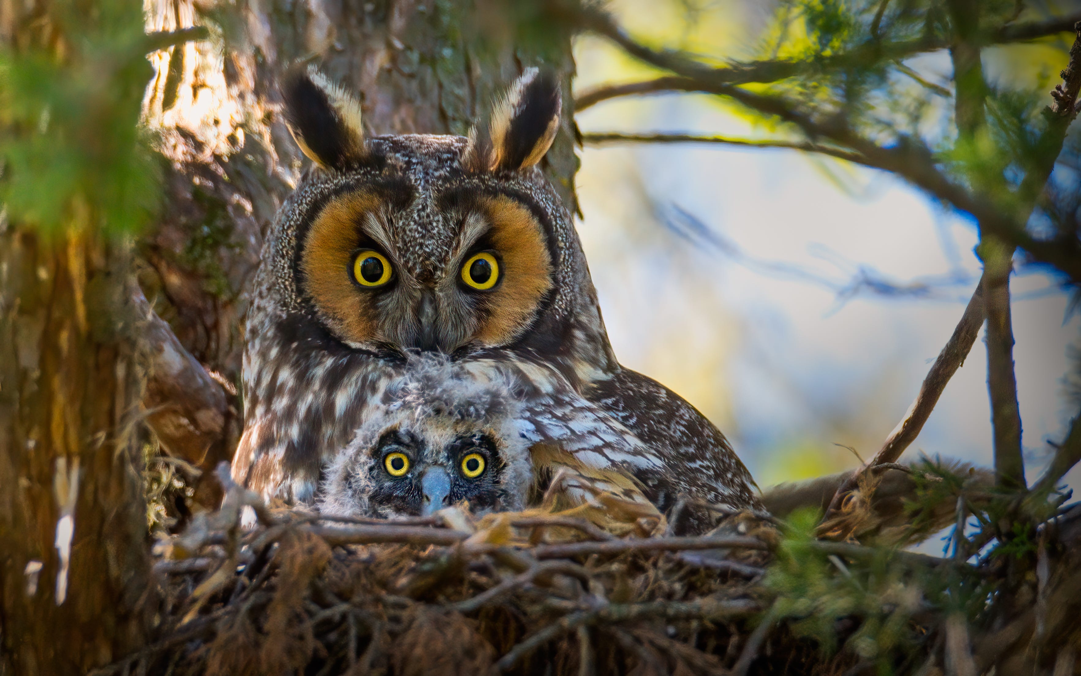 TikTokers send users howling with owl impressions. See the trend.