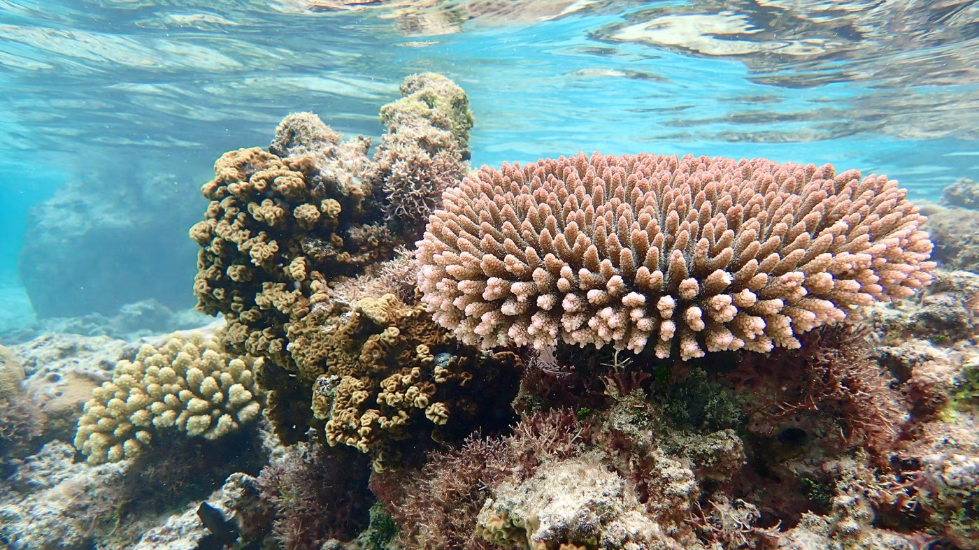 Understanding coral reef heat tolerance in climate change