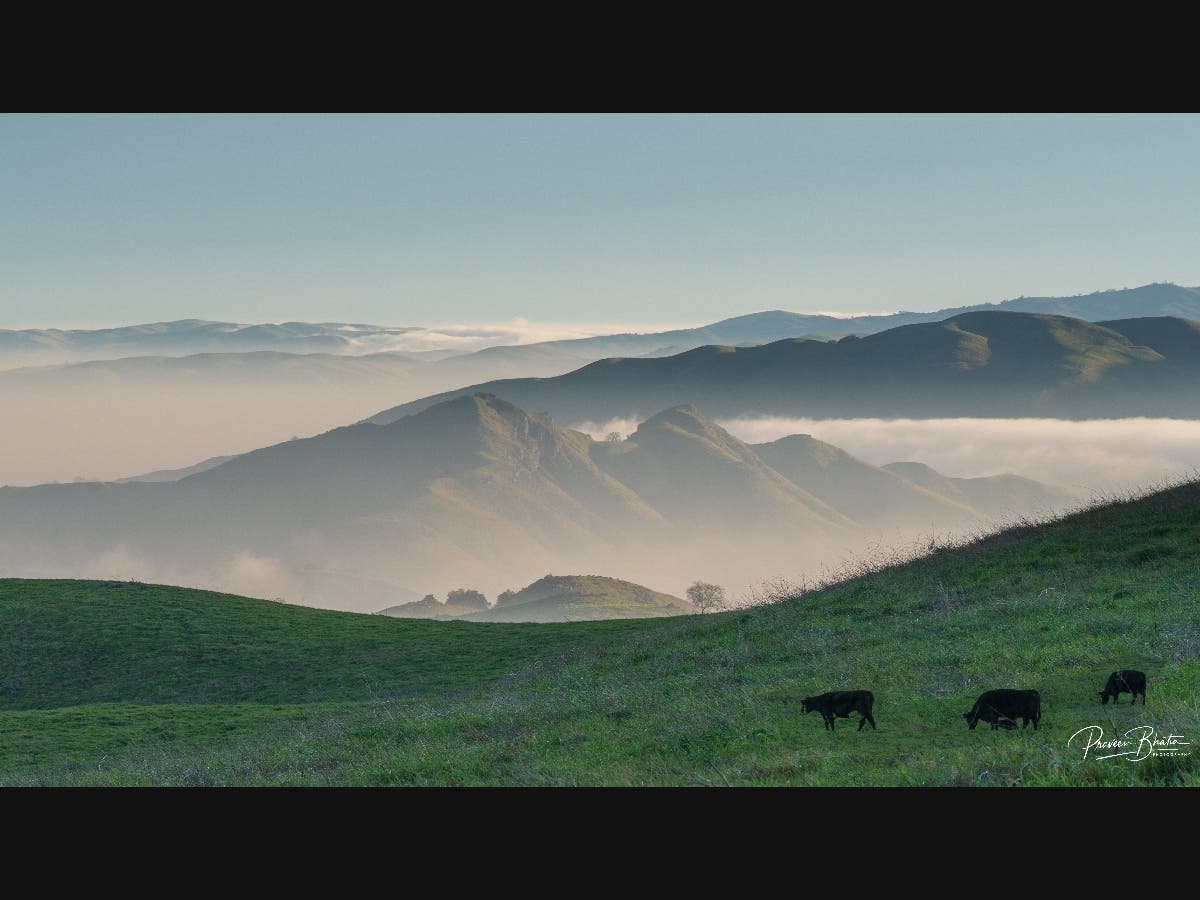 Grazing cows, surreal views & 'heavenly vibes': Photo of the day