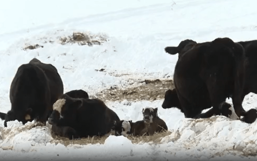 Winter storm impacts calving at local farms