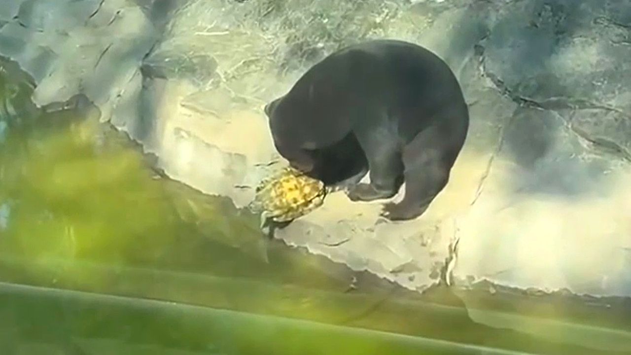 Curious bear defeated by extremely angry turtle