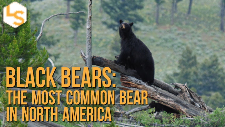 Black bears: The most common bear in North America