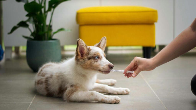 Experts say homemade dog diets lack critical nutrients despite owners ...
