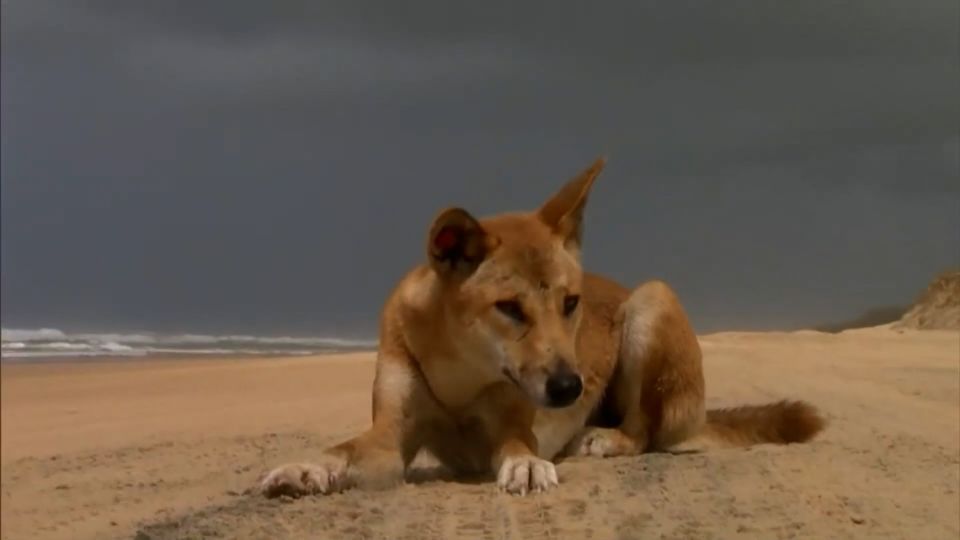 ¿Perros salvajes o especie propia? Las características de los dingos de ...