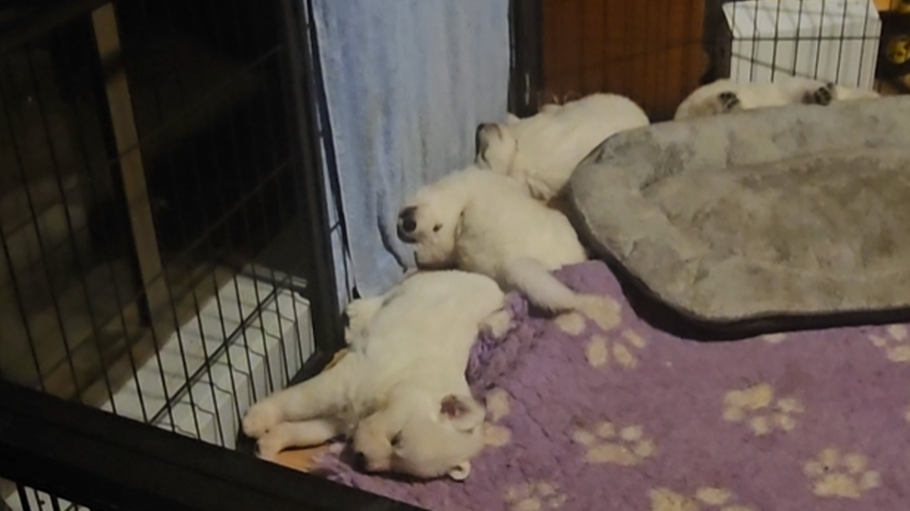 Puppy sleeps in the weirdest position