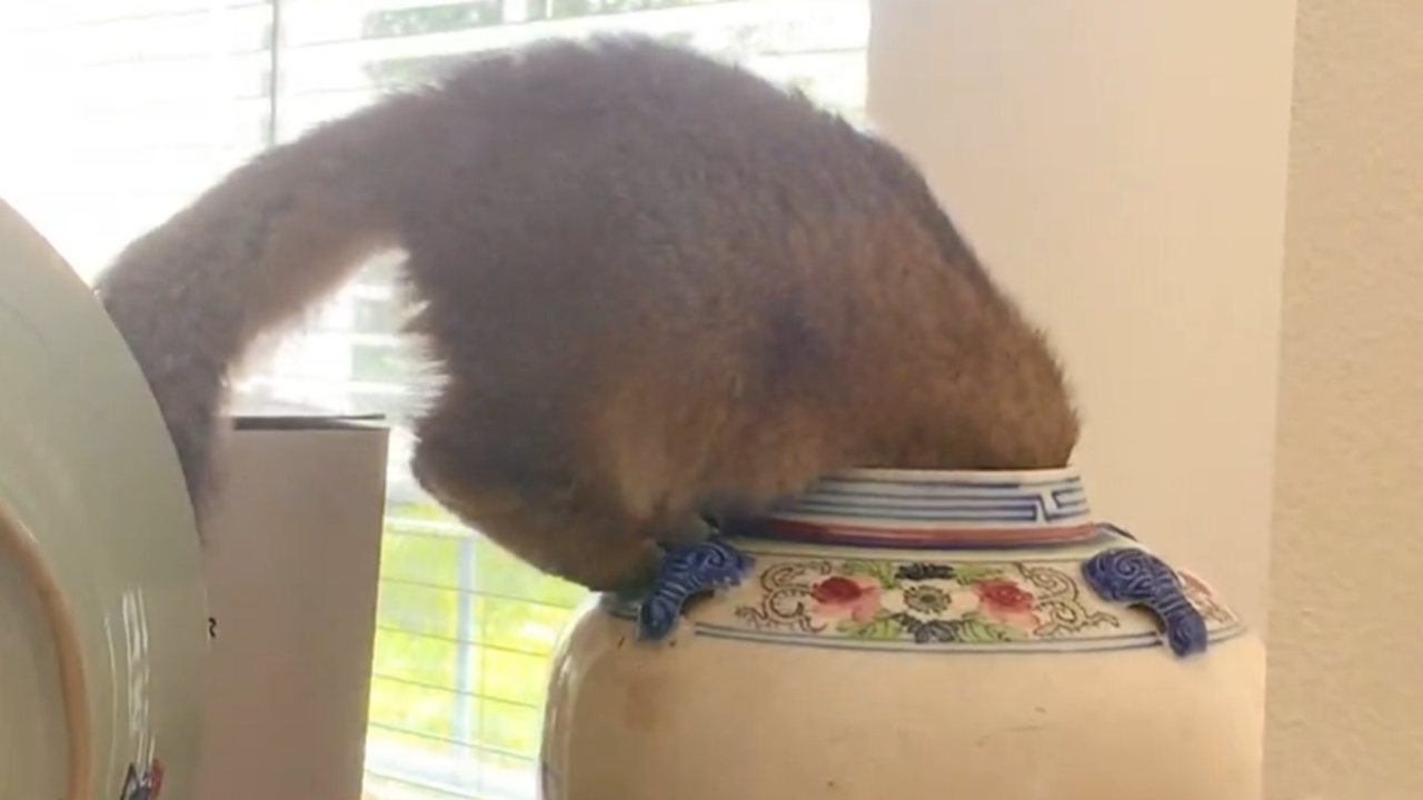 Cozy kitty hogs the heat lamp