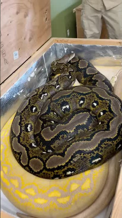 Giant reticulated pythons for premium private experience