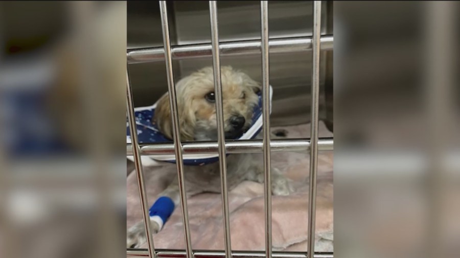 Desmond’s Army calling for stronger penalties for animal cruelty in ...