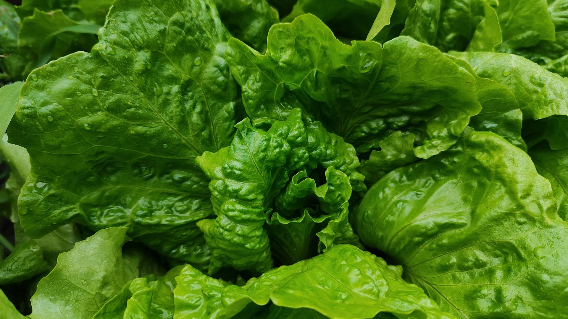 The 20 best low-calorie, high-volume foods for dieting