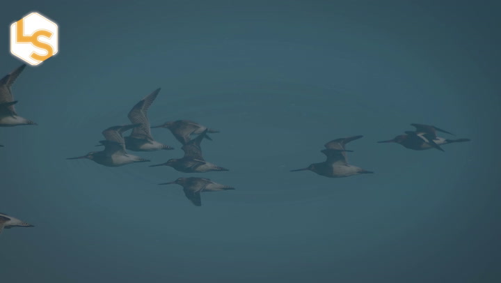 The bird that flies 7,500 miles without stopping