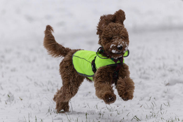 Wonderful images of dogs in the snow