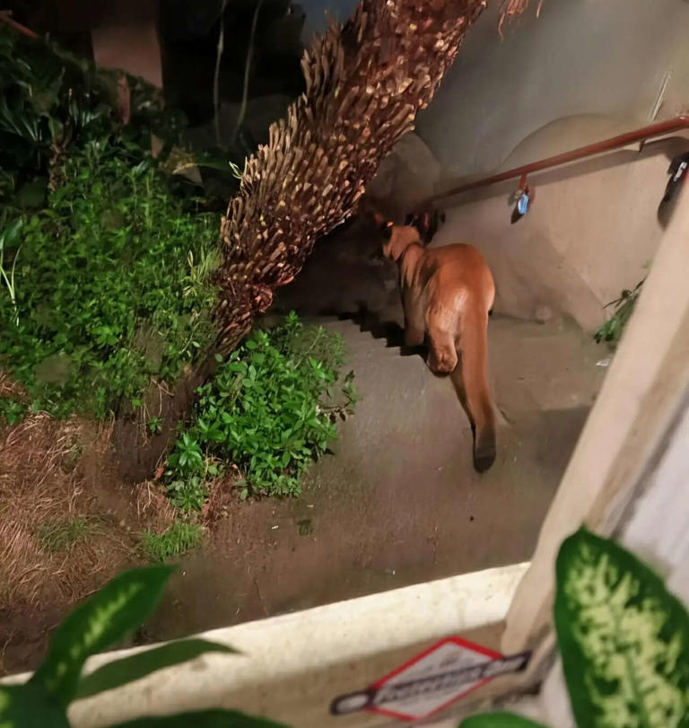 'Majestic' mountain lion captured after hourslong SF standoff