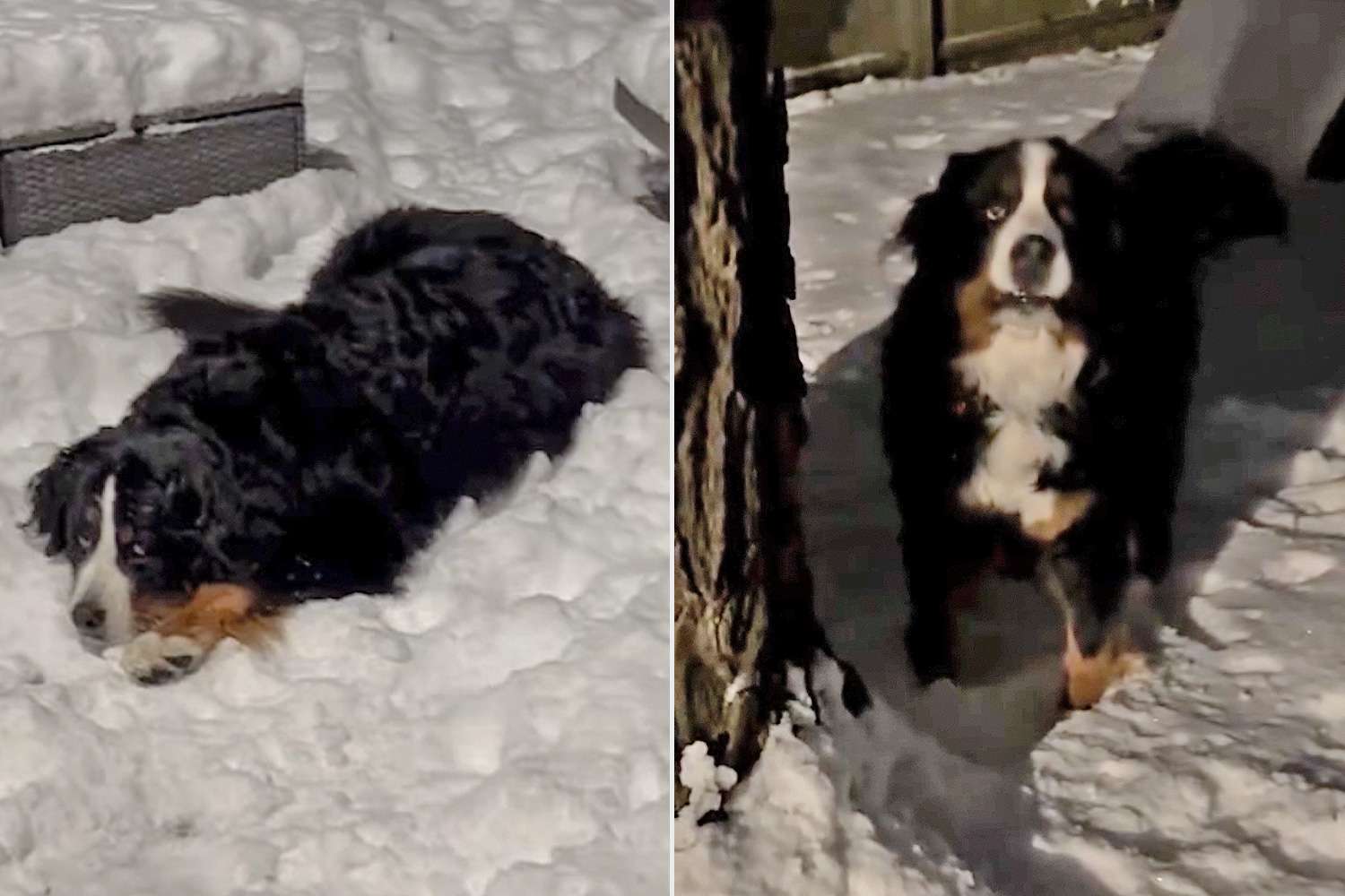 Man begs dog to come inside amid sub-zero temperatures. What she does ...