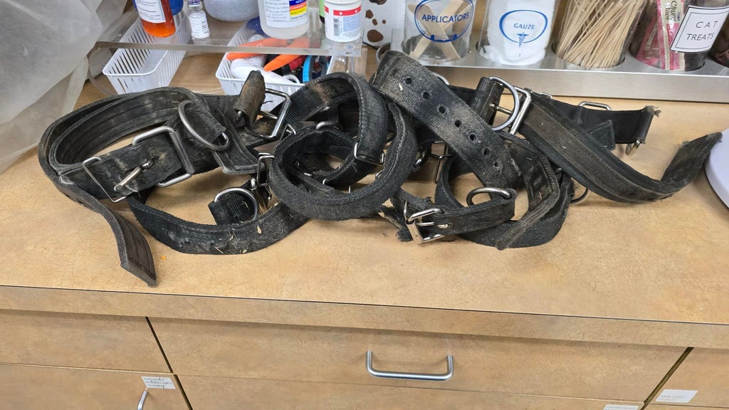 23 dogs chained outside during winter storm in Aliquippa believed to be ...