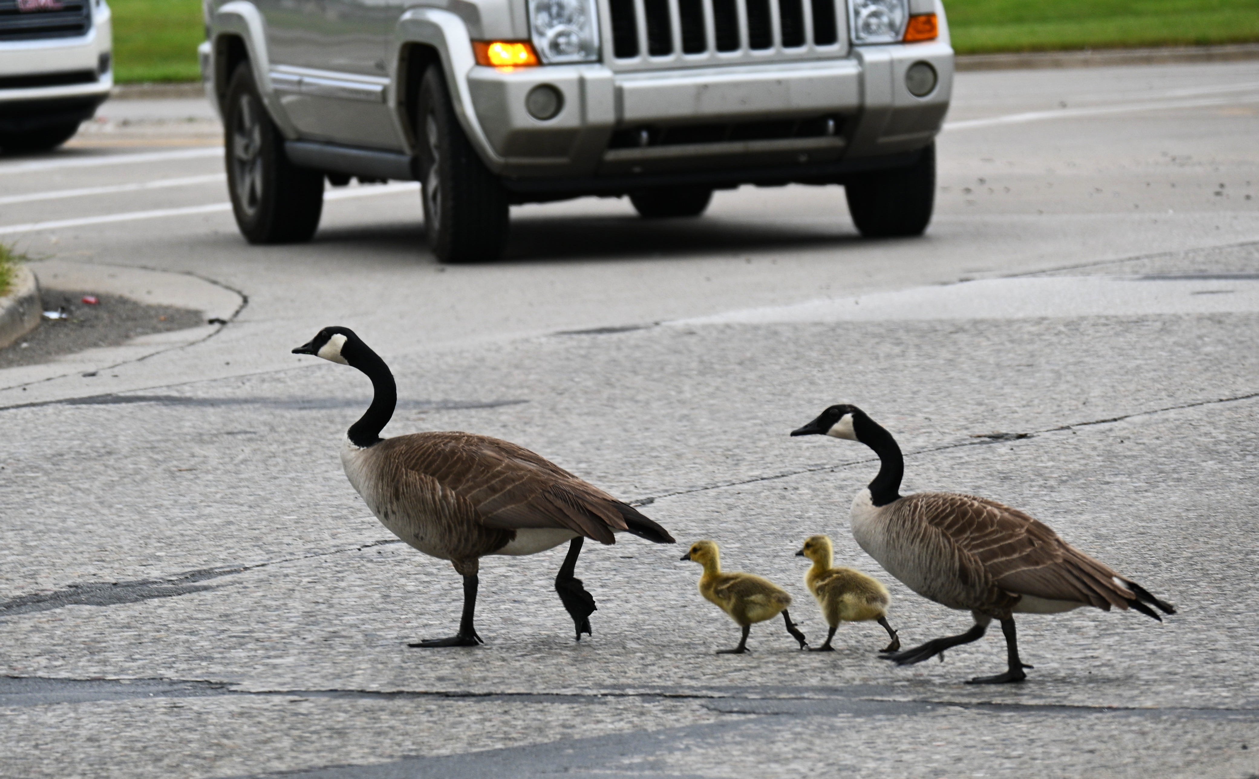 Ankeny man violated Migratory Bird Treaty Act by killing Canada goose
