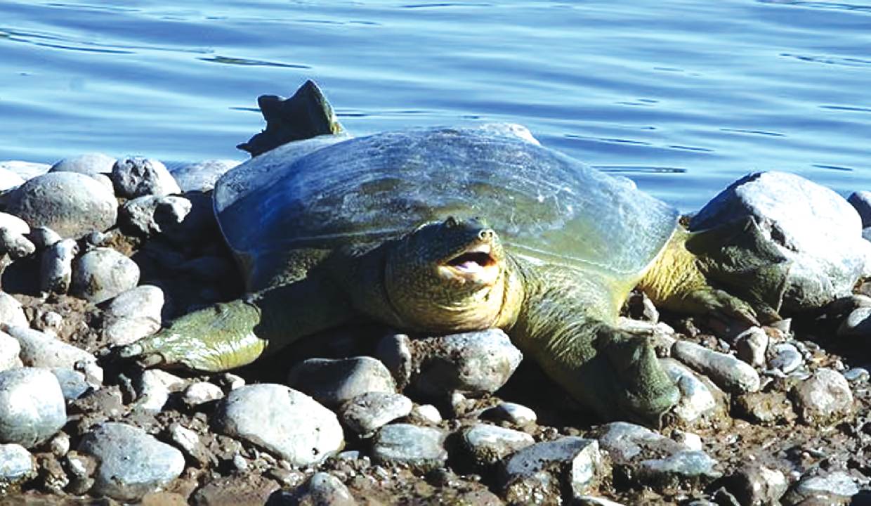 945 freshwater turtles of seven species recorded in Kaziranga