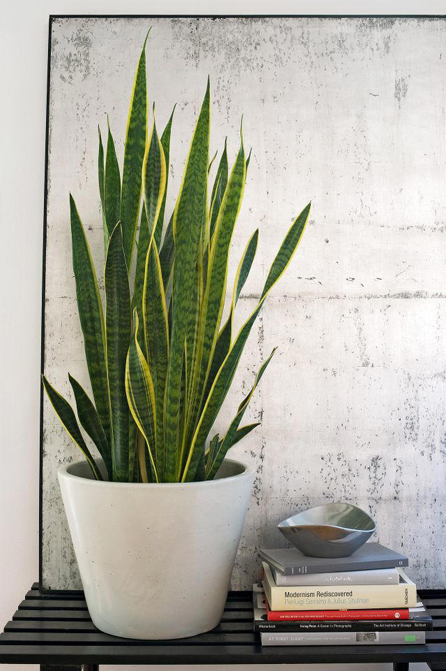 How often you should water a snake plant to keep it thriving