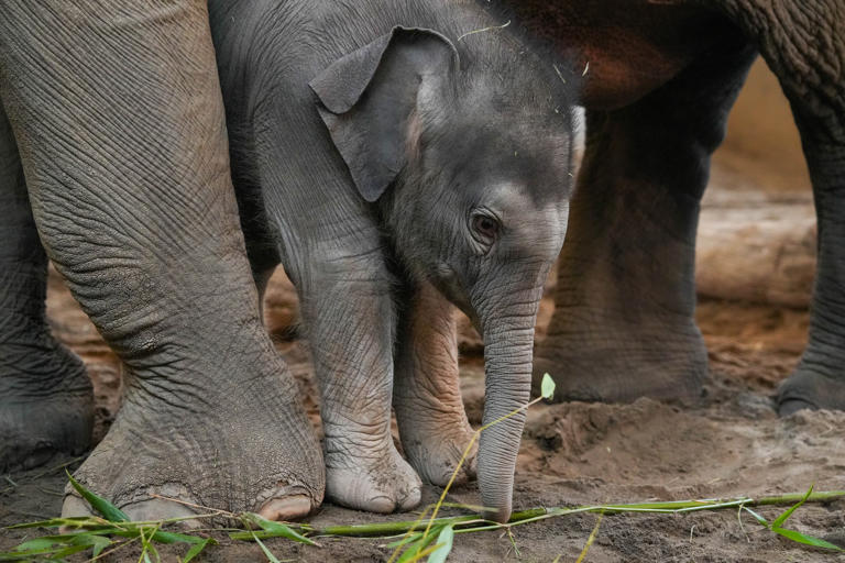 Celebrate Tula-Tu’s first birthday with an elephant-sized Oregon Zoo bash
