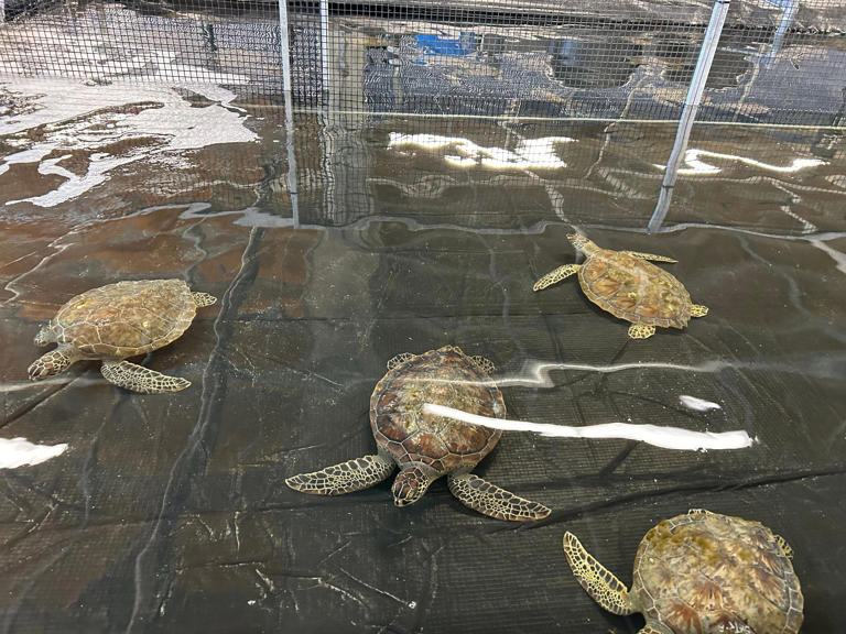 Here's how rescue efforts are unfolding for cold-stunned sea turtles