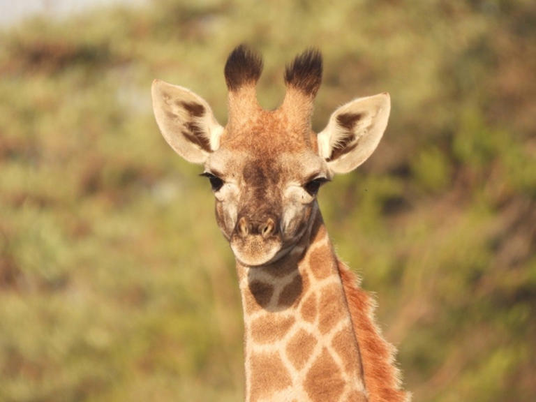 Zookeeper hilariously tries teaching baby giraffe Dwayne his name in ...