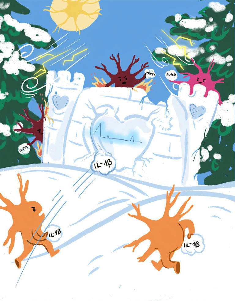 New study finds heart attacks involve brain and immune system, not just ...