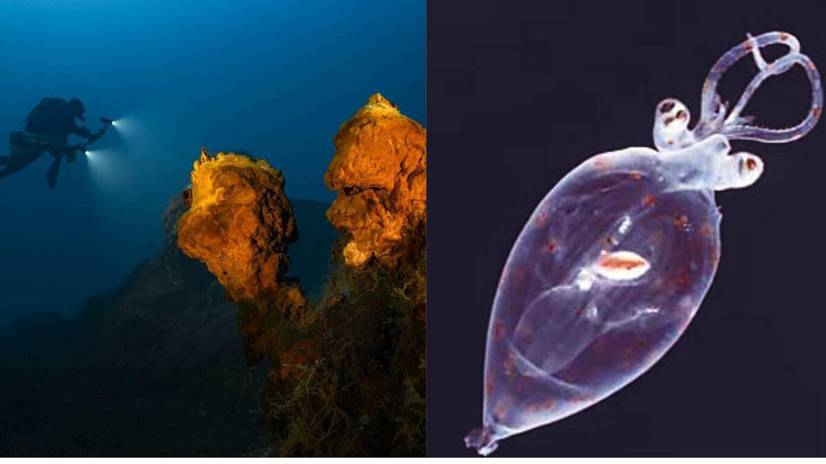 Deep-sea life forms that redefine survival